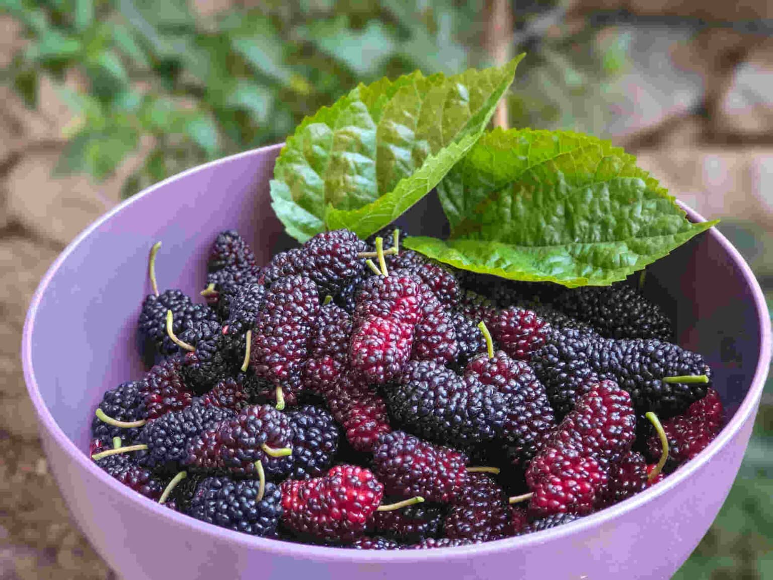 5 Magical Indian Berries And Their Secret Medicinal Properties ...
